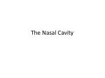 PPT - The Thoracic Cavity PowerPoint Presentation, free download - ID ...