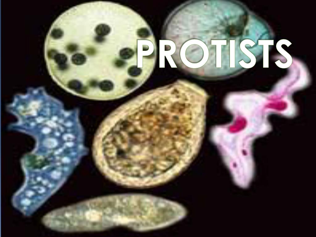 PPT - PROTISTS PowerPoint Presentation, free download - ID:2282543