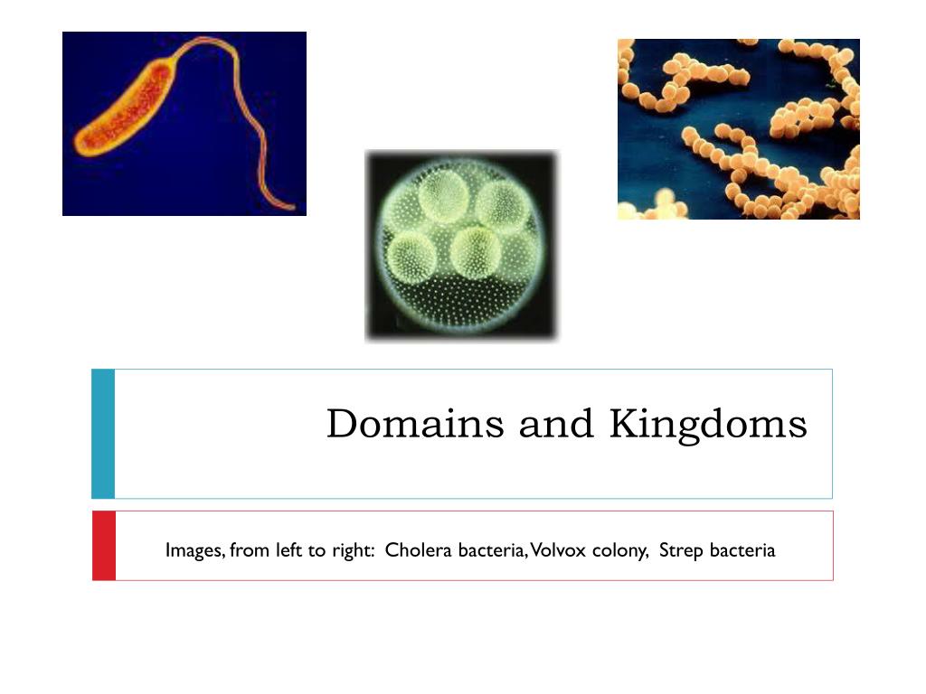 PPT - Domains and Kingdoms PowerPoint Presentation, free download - ID ...