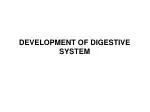 PPT - Embryology: Development of digestive system PowerPoint ...