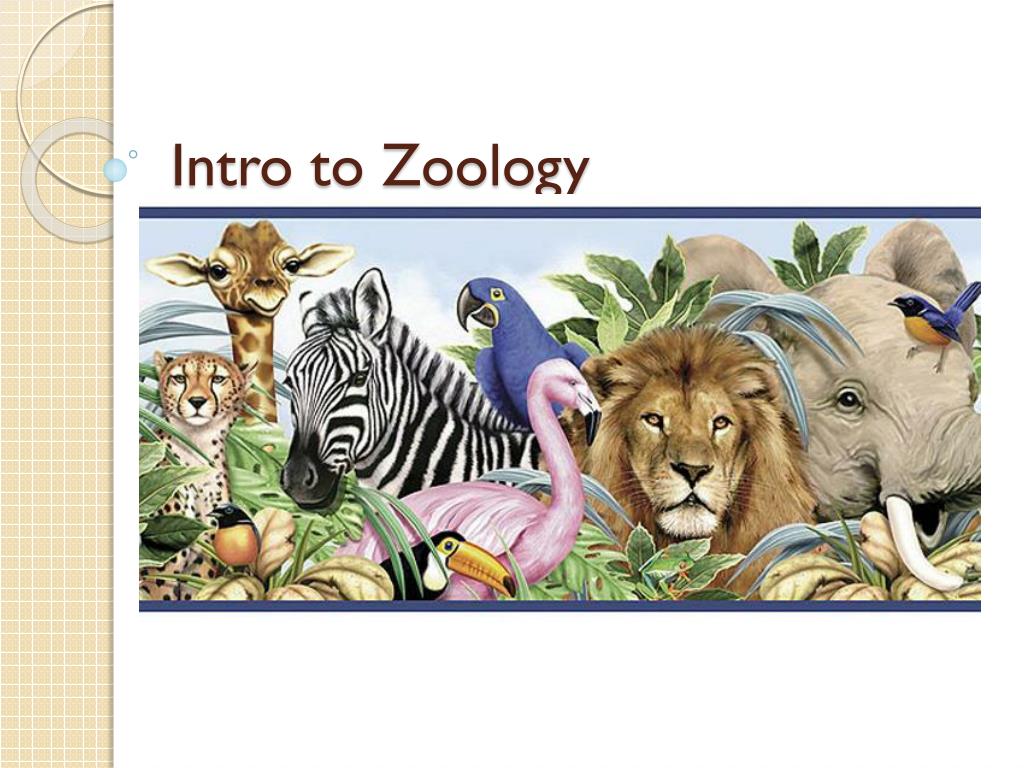 PPT - Intro to Zoology PowerPoint Presentation, free download - ID:2283466