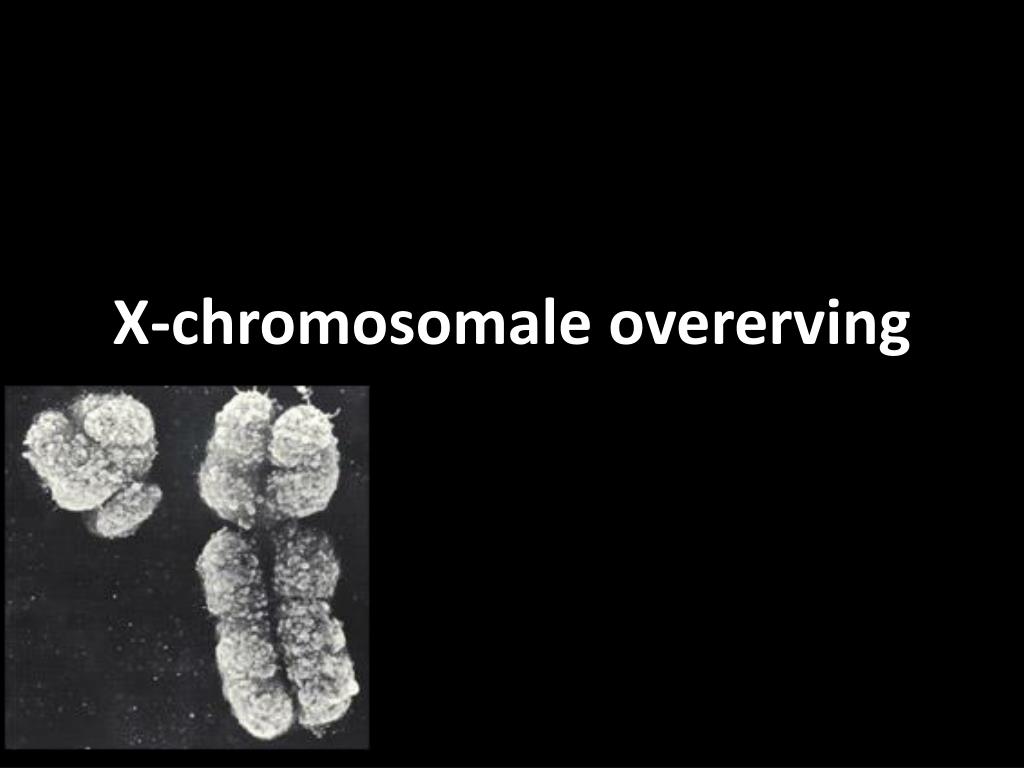 PPT - X-chromosomale overerving PowerPoint Presentation, free download ...