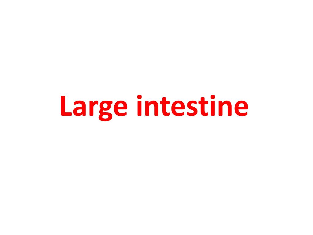 PPT - Large intestine PowerPoint Presentation, free download - ID:2286242