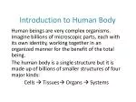 PPT - Introduction to Human Body PowerPoint Presentation, free download ...