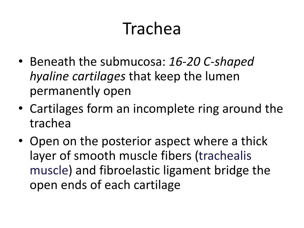 PPT - Trachea PowerPoint Presentation, free download - ID:2290548