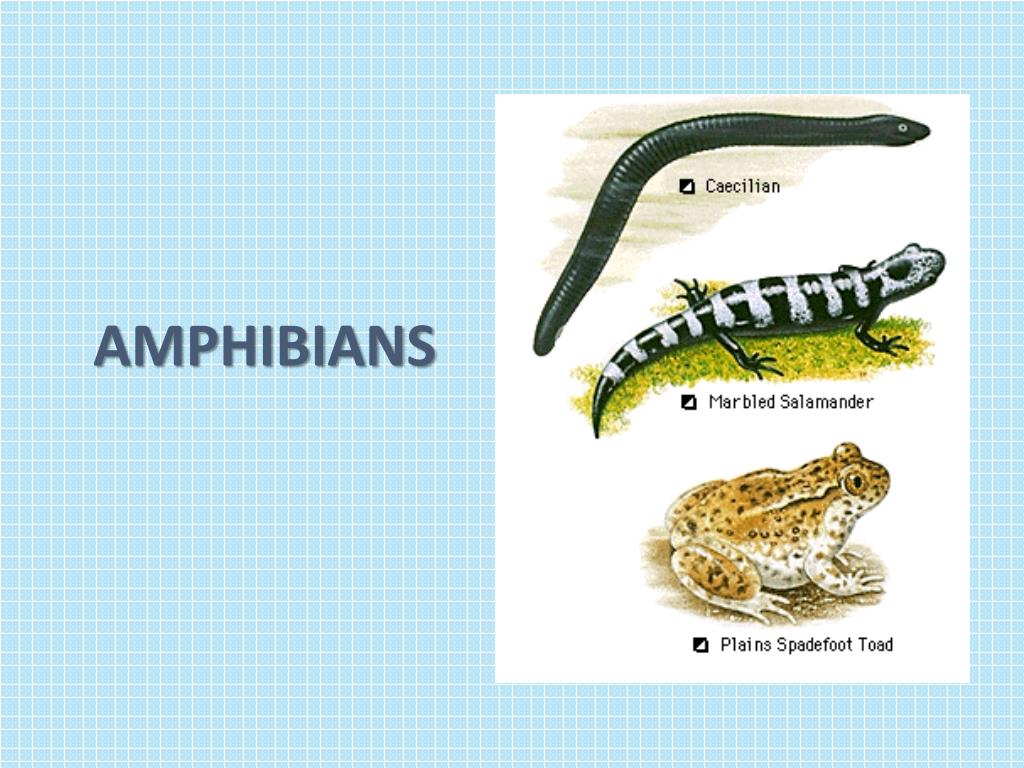 PPT - Amphibians PowerPoint Presentation, free download - ID:2291536
