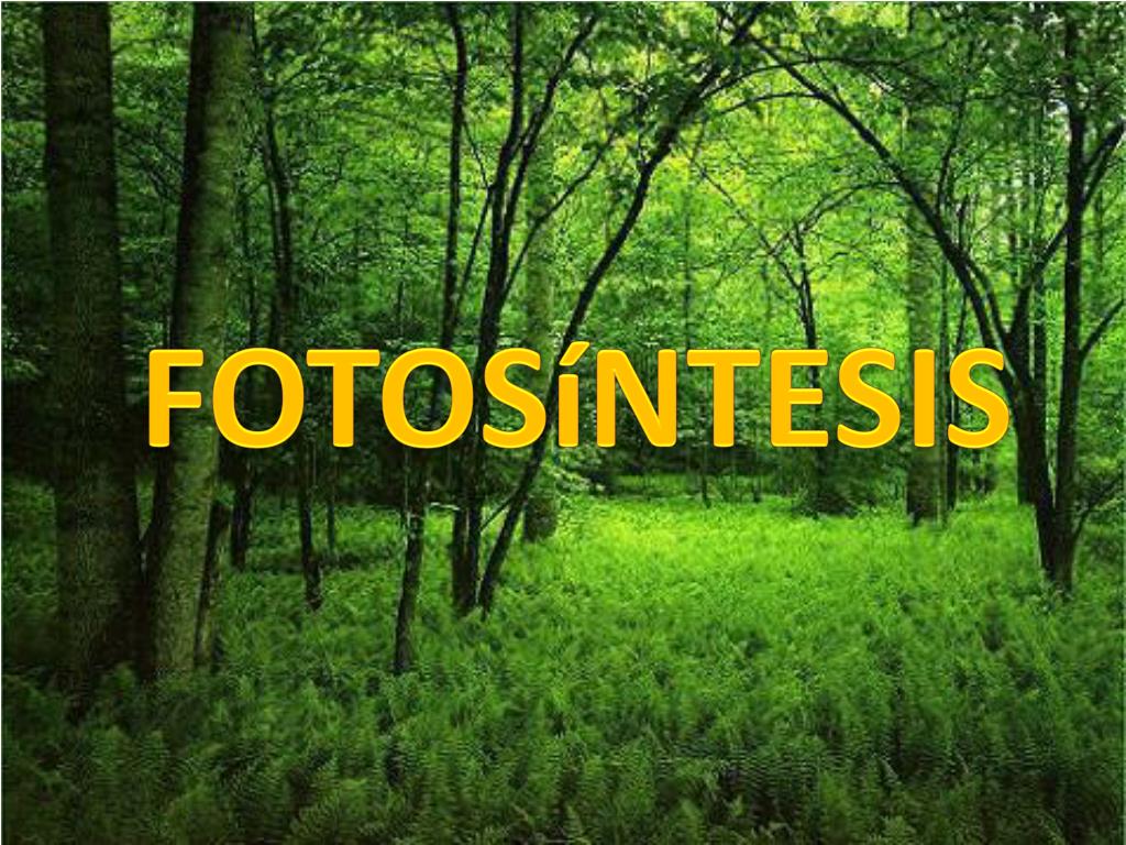 PPT - FOTOSíNTESIS PowerPoint Presentation, free download - ID:2293514