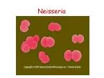 PPT - NEISSERIA PowerPoint Presentation, free download - ID:5599102