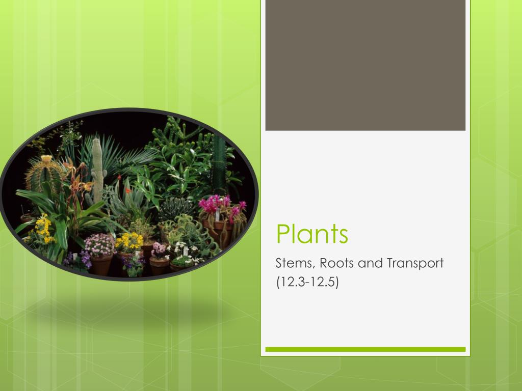 PPT - Plants PowerPoint Presentation, free download - ID:2297079