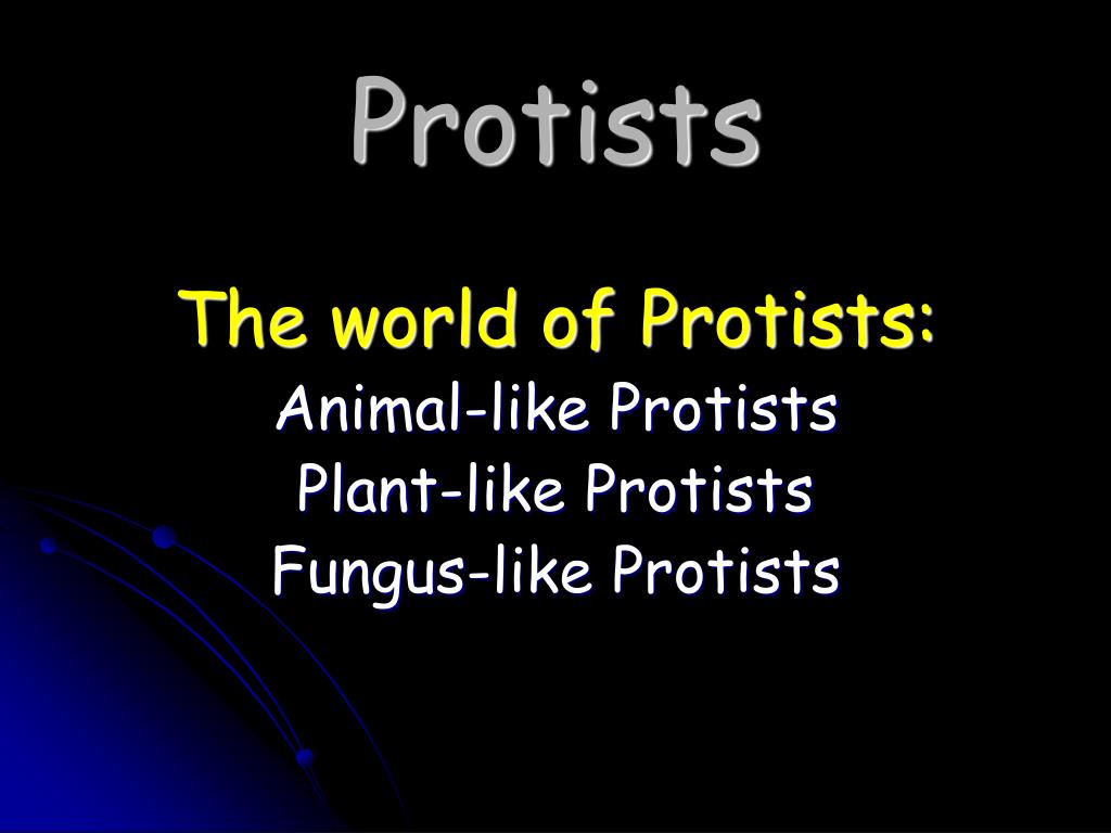 PPT - Protists PowerPoint Presentation, free download - ID:2299687