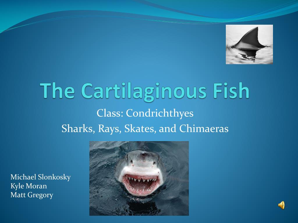 PPT - The Cartilaginous Fish PowerPoint Presentation, free download ...