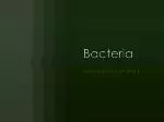 PPT - Bacteria PowerPoint Presentation, free download - ID:2923805