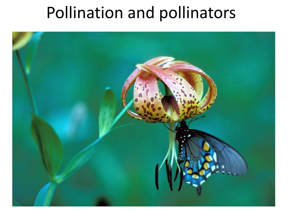 PPT - Pollination and pollinators PowerPoint Presentation, free ...
