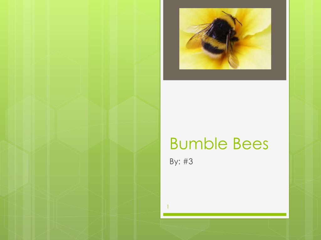 PPT - Bumble Bees PowerPoint Presentation, free download - ID:2305164