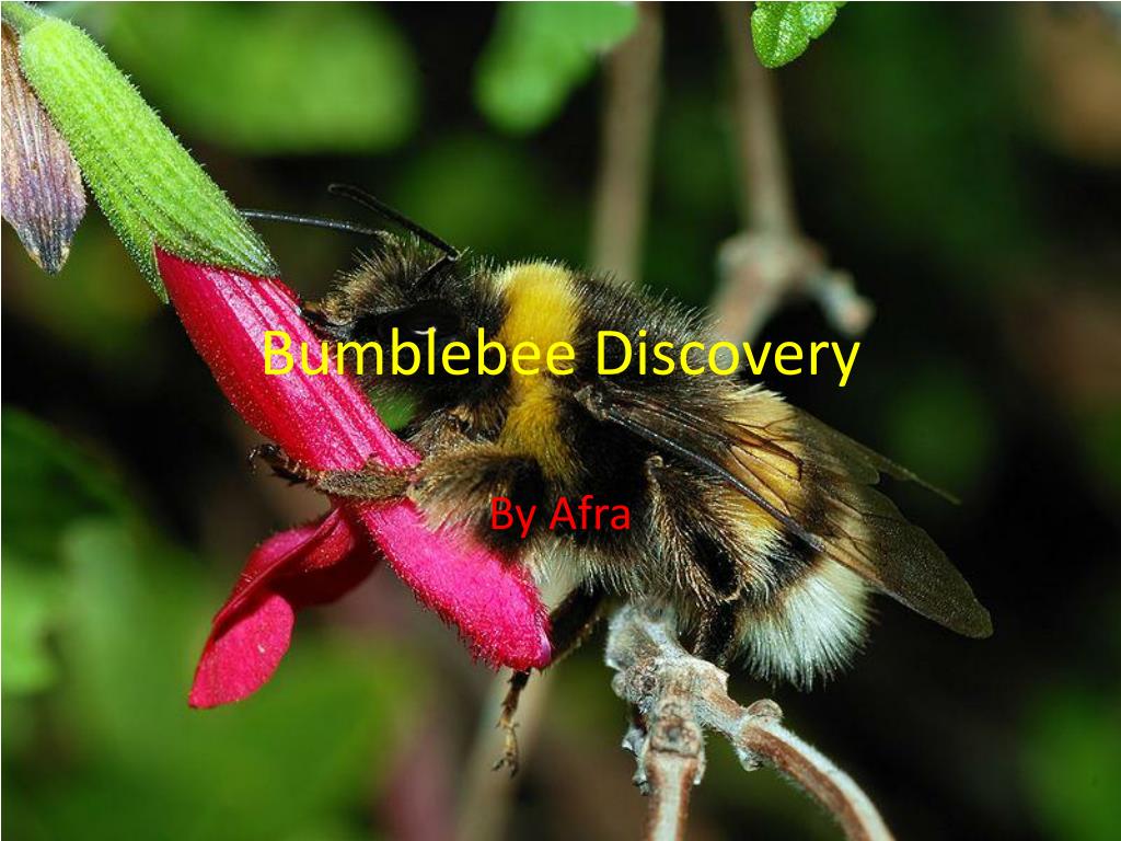 PPT - Bumblebee Discovery PowerPoint Presentation, free download - ID ...