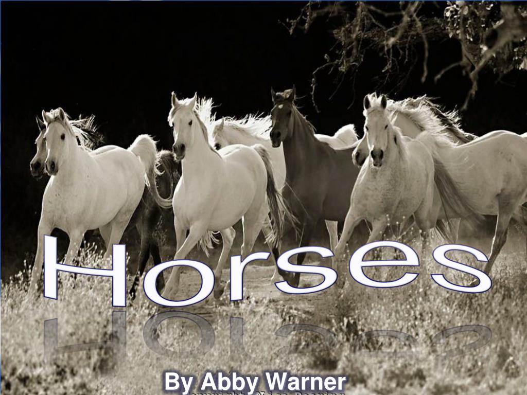 PPT - Horses PowerPoint Presentation, free download - ID:2315145