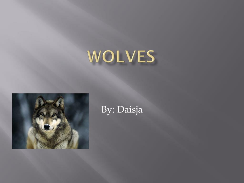 PPT - Wolves PowerPoint Presentation, free download - ID:2315166