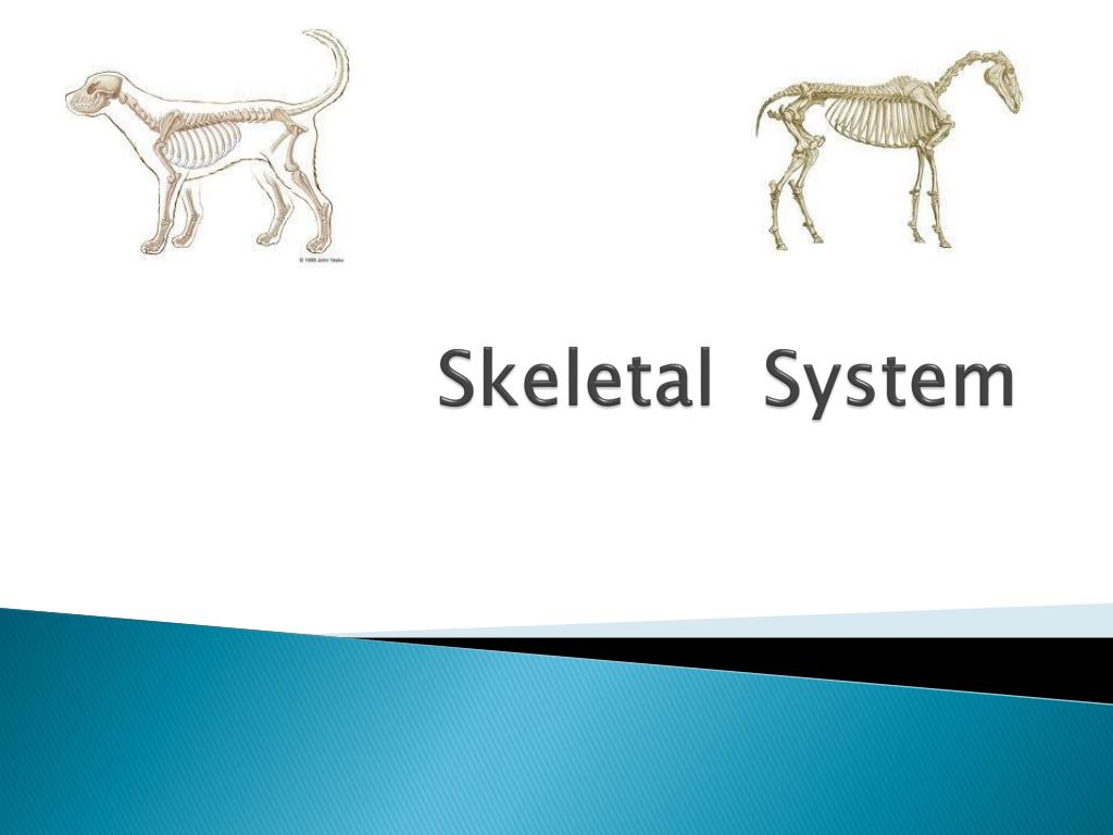 PPT - Skeletal System PowerPoint Presentation, free download - ID:2316241