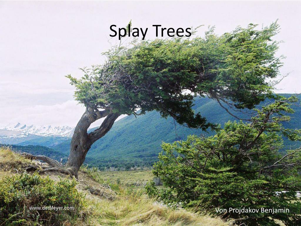 PPT - Splay Trees PowerPoint Presentation, free download - ID:2316749