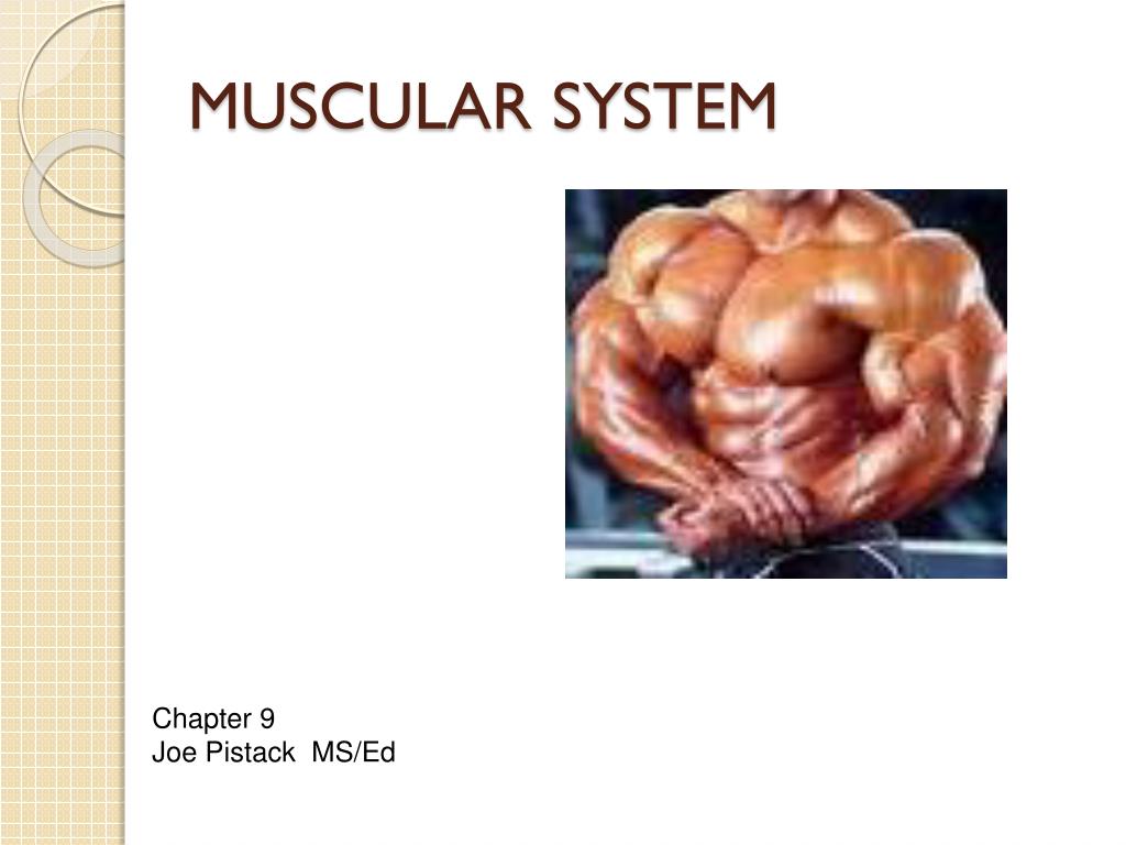 PPT - MUSCULAR SYSTEM PowerPoint Presentation, free download - ID:2316930