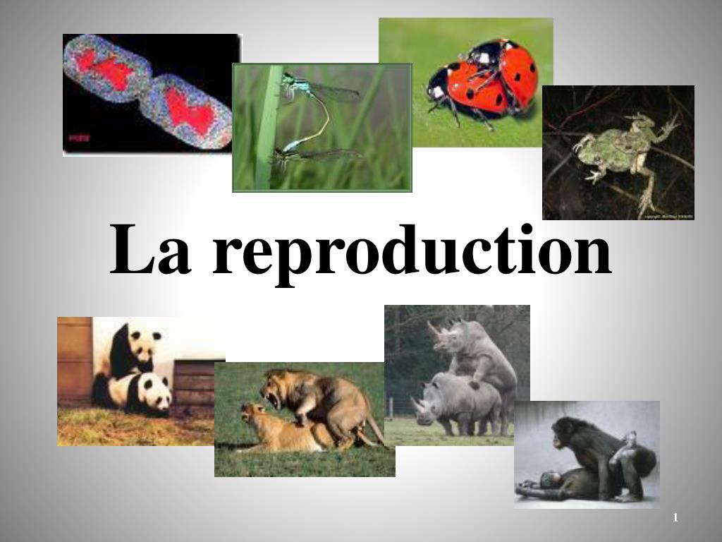 PPT - La reproduction PowerPoint Presentation, free download - ID:2316999
