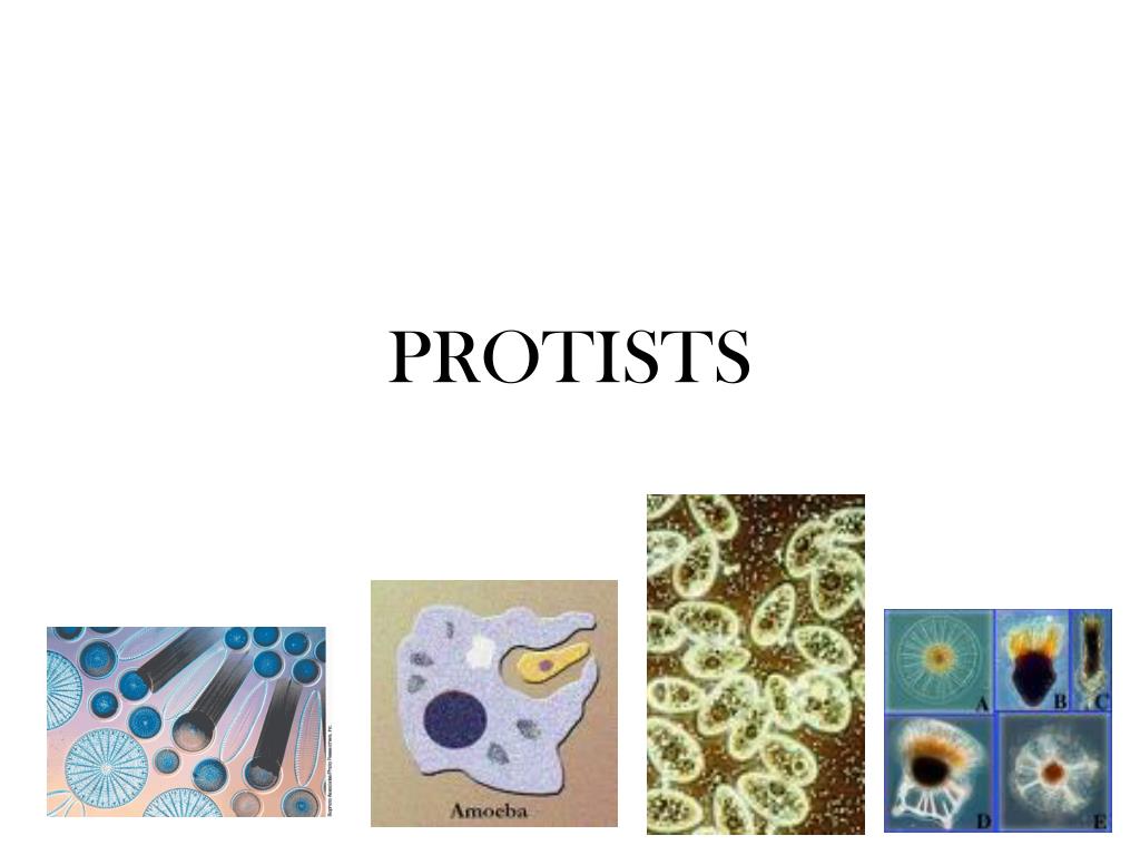 Ppt Protists Powerpoint Presentation Free Download Id2319477 9841