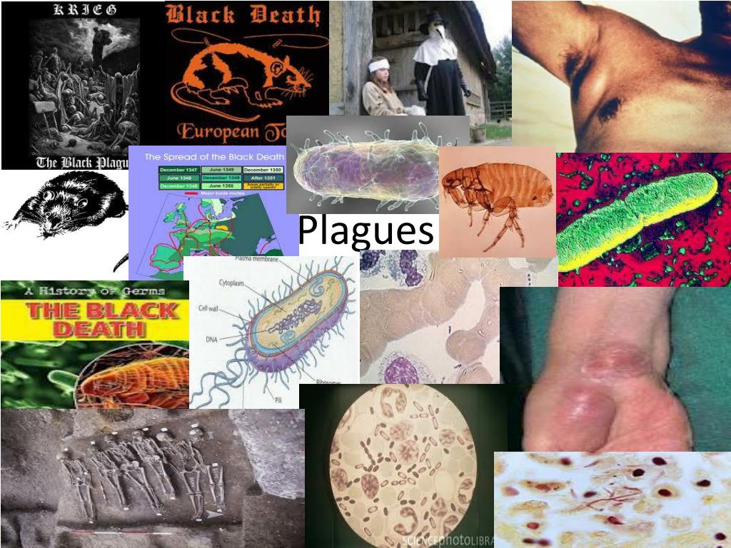 PPT - Plagues PowerPoint Presentation, free download - ID:2320135