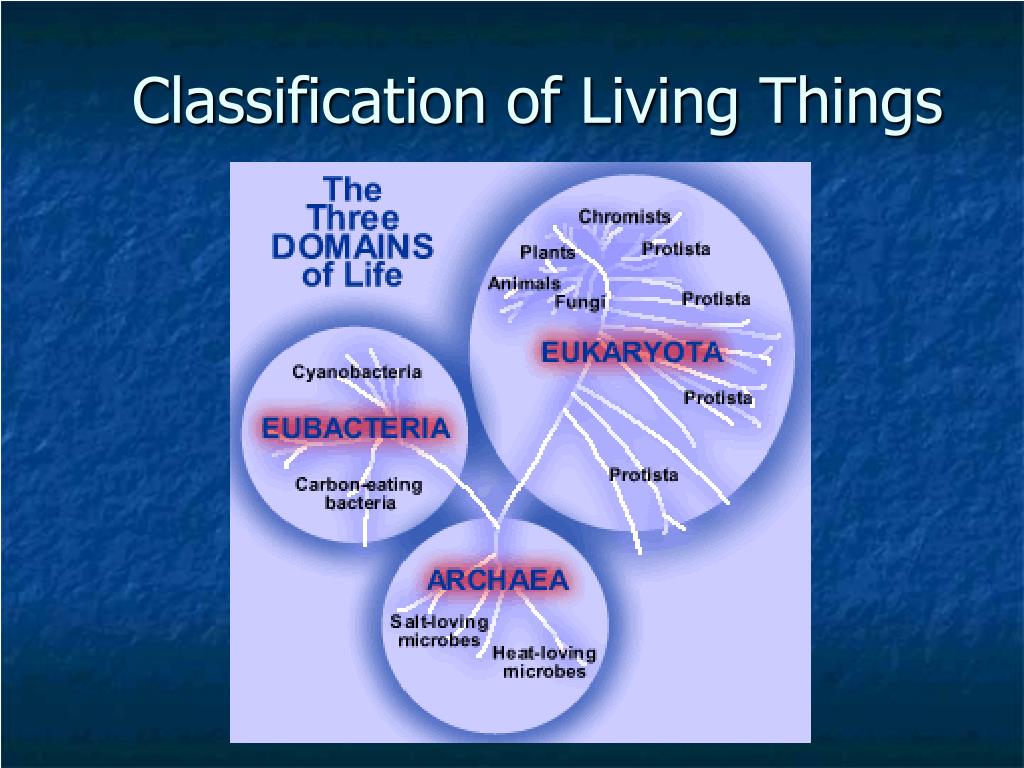 PPT - Understanding the Classification of Living Things: A Guide to ...