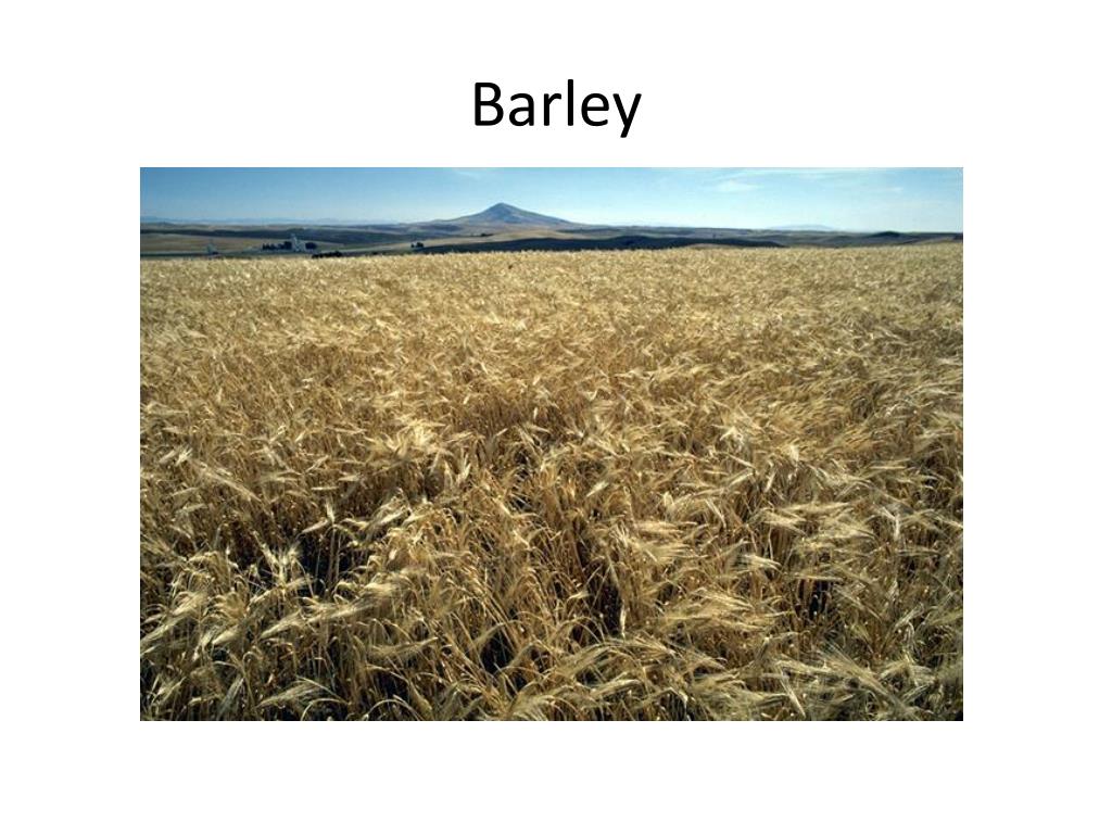 PPT - Barley PowerPoint Presentation, free download - ID:2320405