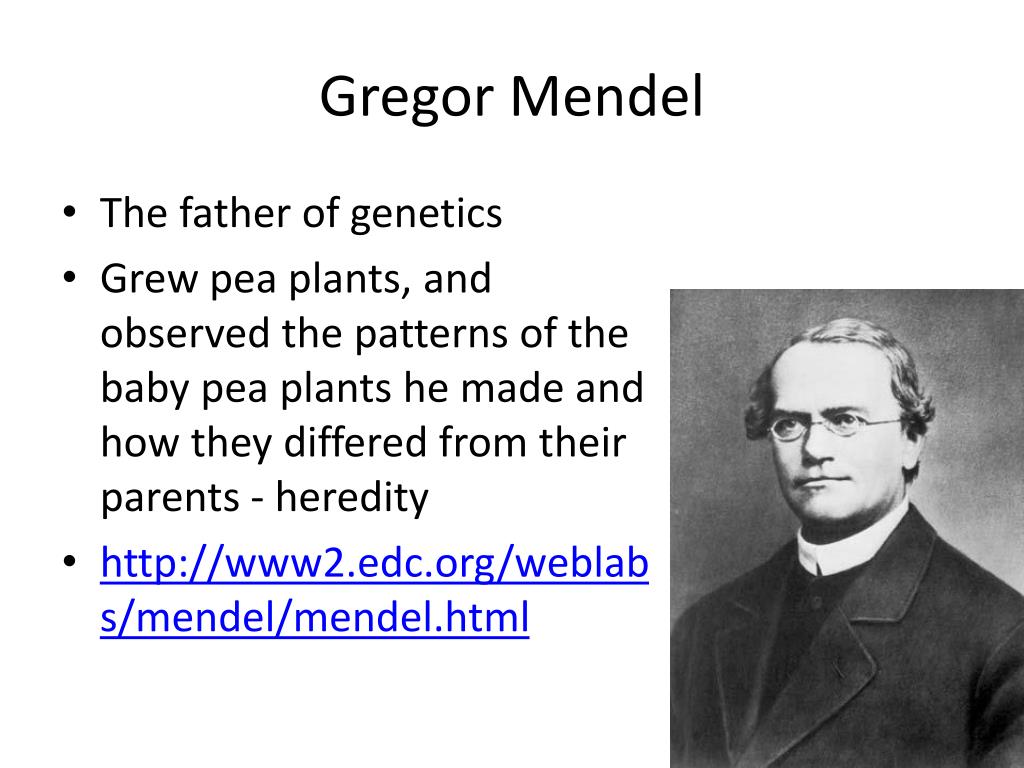 PPT - Gregor Mendel PowerPoint Presentation, free download - ID:2320779