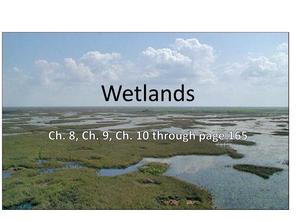 PPT - Wetlands PowerPoint Presentation, free download - ID:2321936