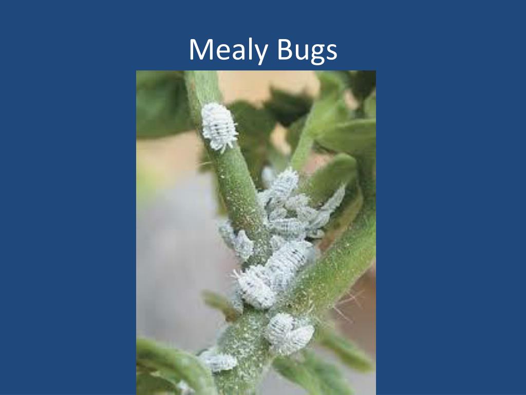 PPT - Mealy Bugs PowerPoint Presentation, free download - ID:2323630