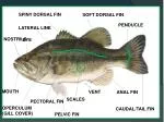 PPT - External Anatomy of Fish PowerPoint Presentation, free download ...