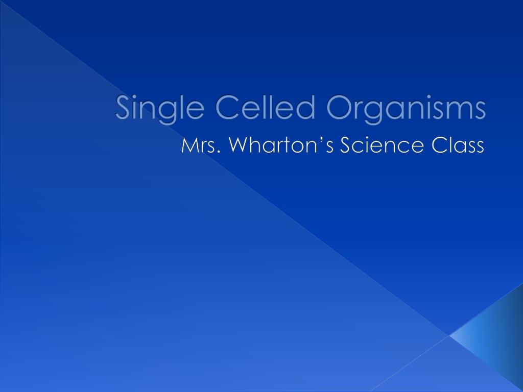 PPT - Single Celled Organisms PowerPoint Presentation, free download ...