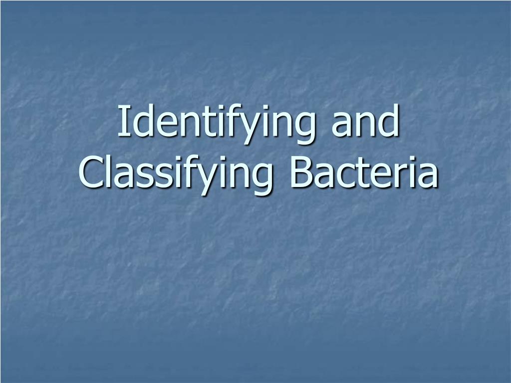 PPT - Identifying and Classifying Bacteria PowerPoint Presentation ...