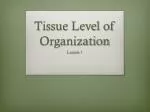 PPT - The Tissue Level of Organization PowerPoint Presentation, free ...