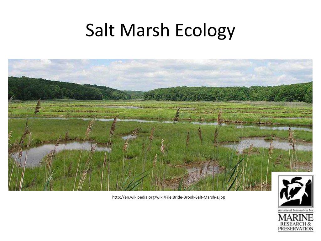 PPT - Salt Marsh Ecology PowerPoint Presentation, free download - ID ...
