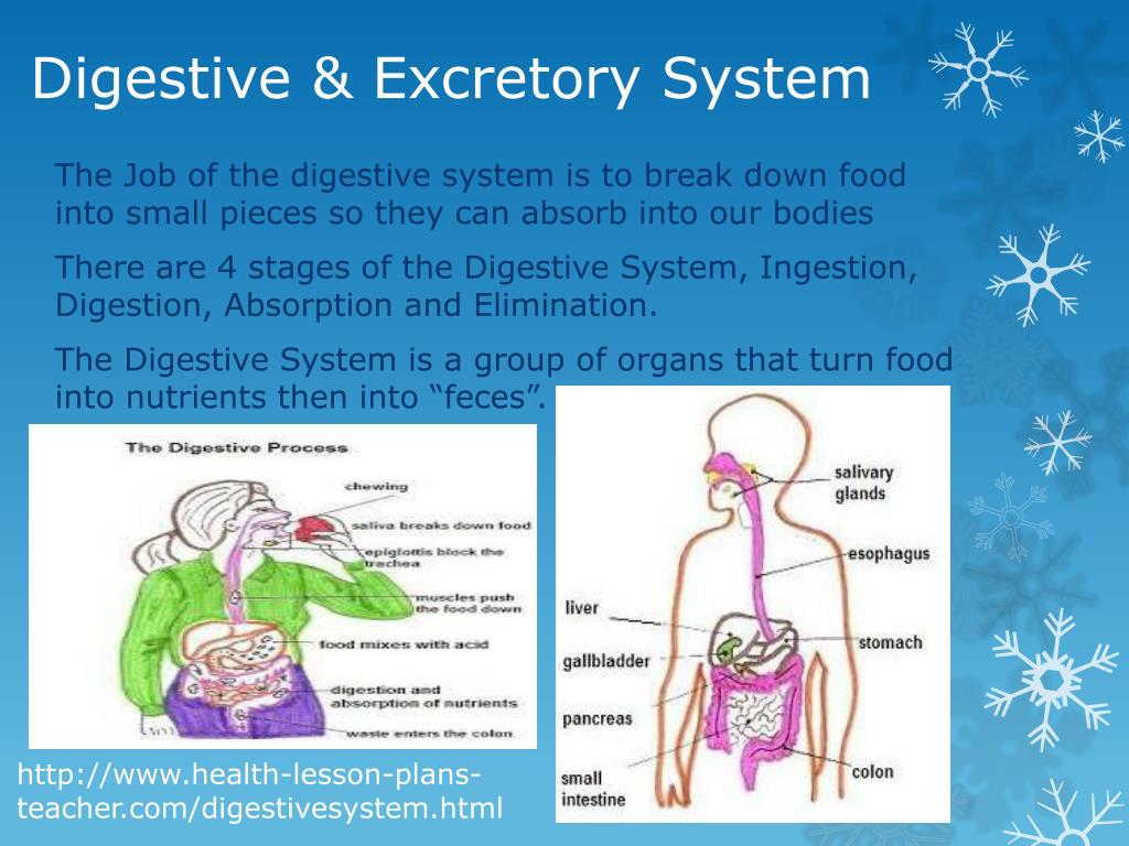 PPT - Digestive & Excretory System PowerPoint Presentation, free ...