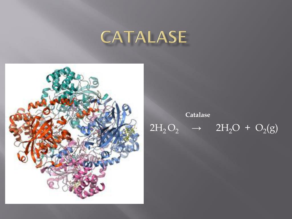PPT - Catalase PowerPoint Presentation, free download - ID:2329546