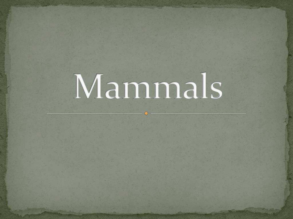 PPT - Mammals PowerPoint Presentation, free download - ID:2329570