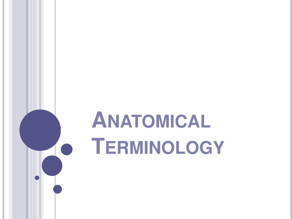 PPT - Anatomical Terminology PowerPoint Presentation, free download ...