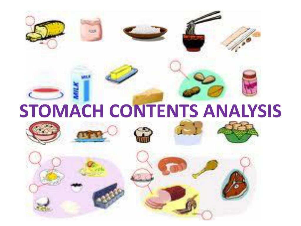 PPT - Stomach Contents Analysis Explained PowerPoint Presentation, free ...