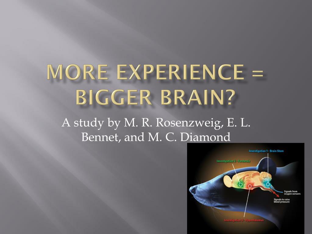 PPT - More Experience = Bigger Brain? PowerPoint Presentation, free ...