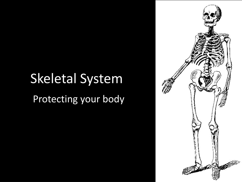 PPT - Skeletal System PowerPoint Presentation, free download - ID:2332834