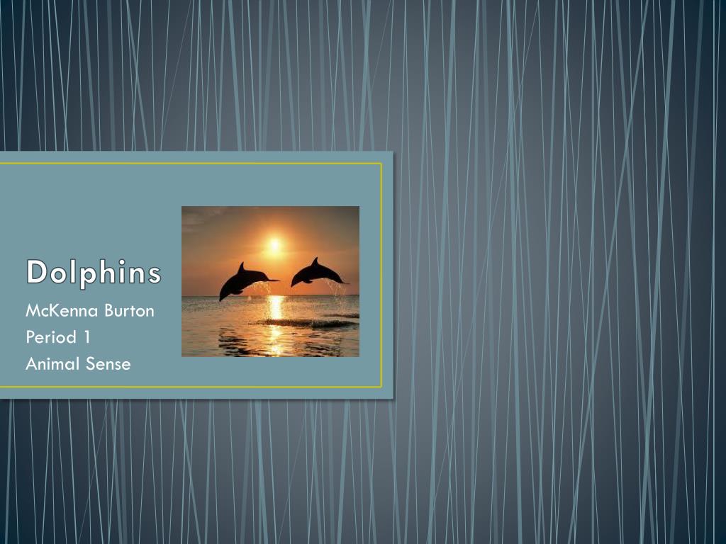 PPT - Dolphins PowerPoint Presentation, free download - ID:2332955