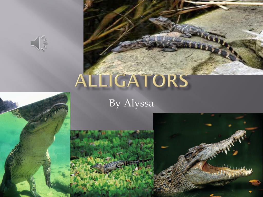 PPT - Alligators PowerPoint Presentation, free download - ID:2334832