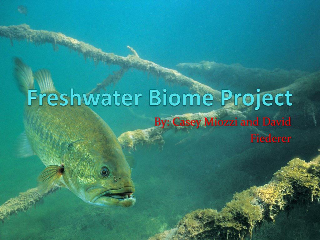 PPT - Freshwater Biome Project PowerPoint Presentation, free download ...