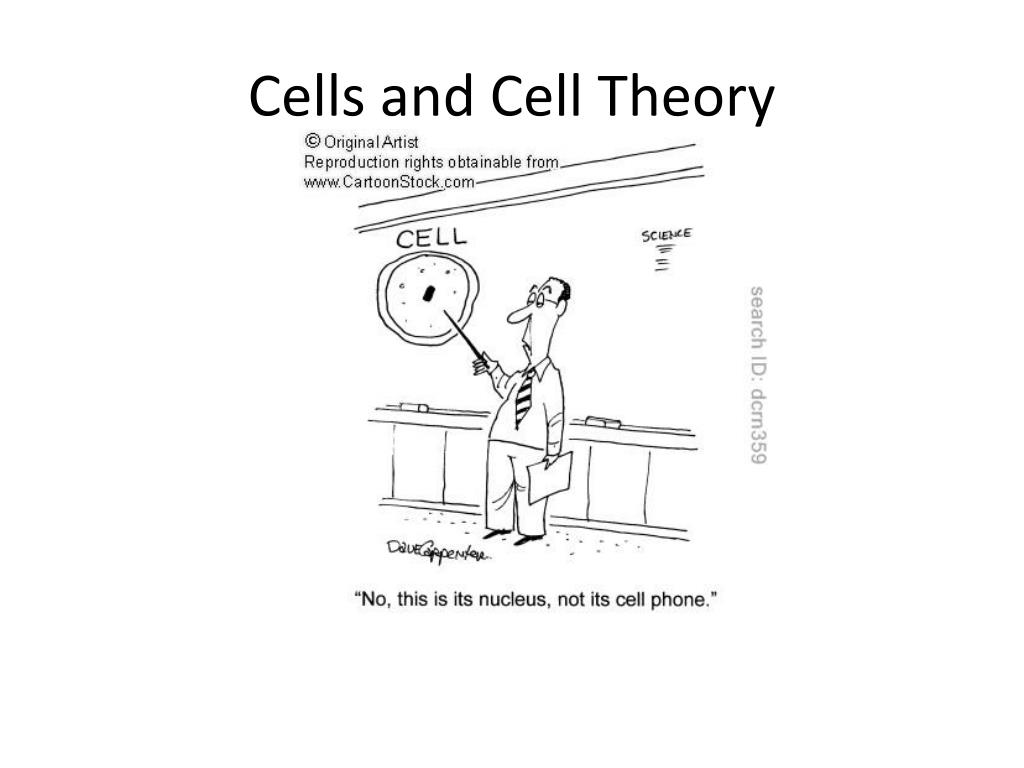 PPT - Cells and Cell Theory PowerPoint Presentation, free download - ID ...