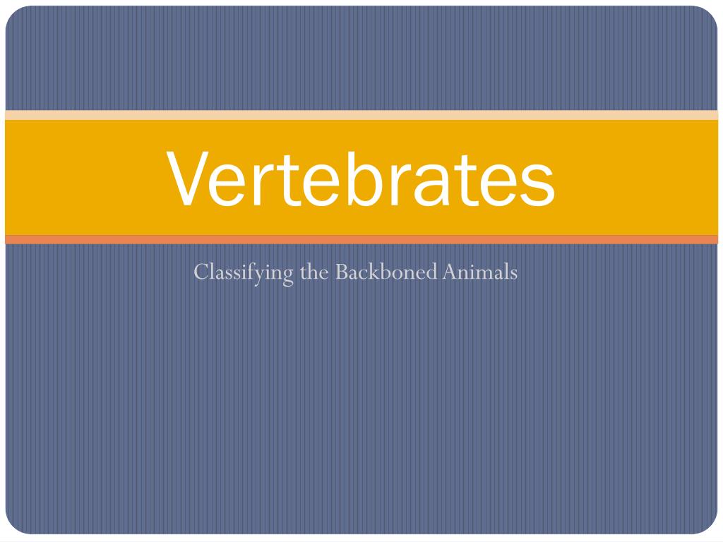 PPT - Vertebrates PowerPoint Presentation, free download - ID:2337088
