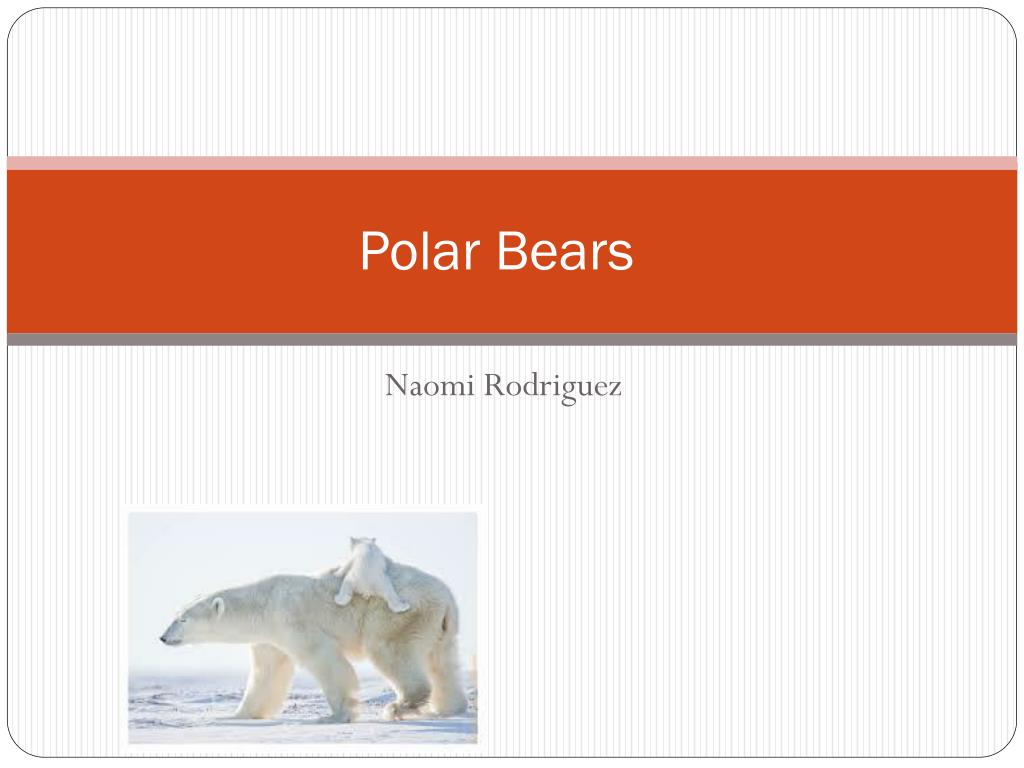 PPT - Polar Bears PowerPoint Presentation, free download - ID:2337204